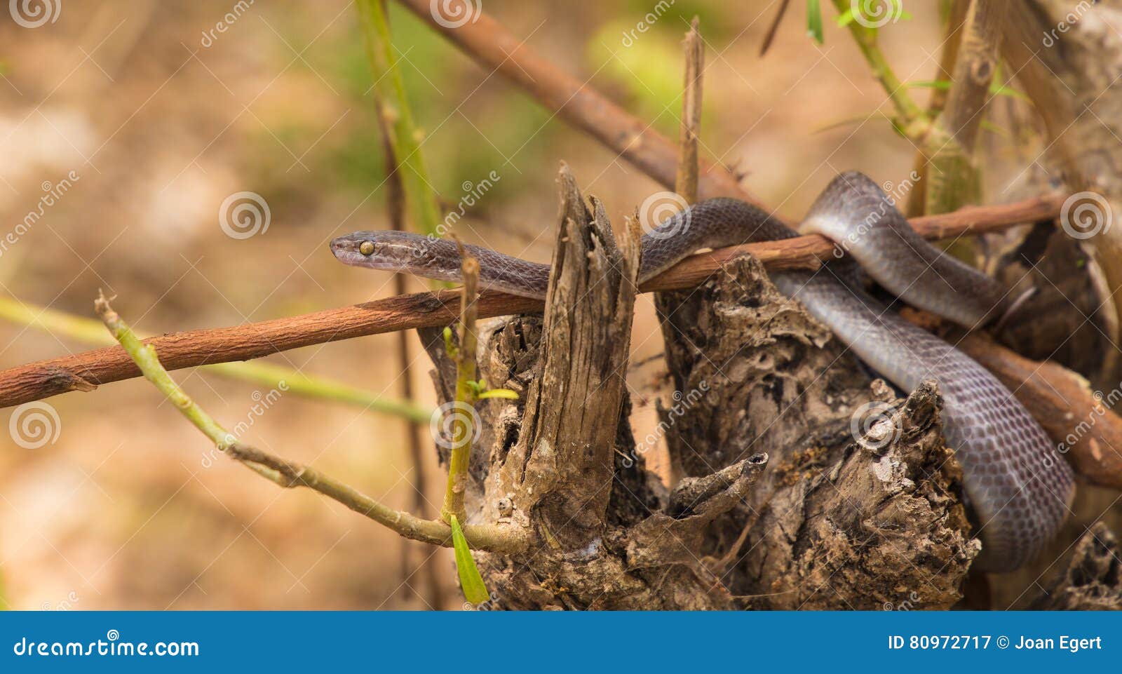 Bruine Huisslang Op Logboek Stock Afbeelding - Image of kenia ...