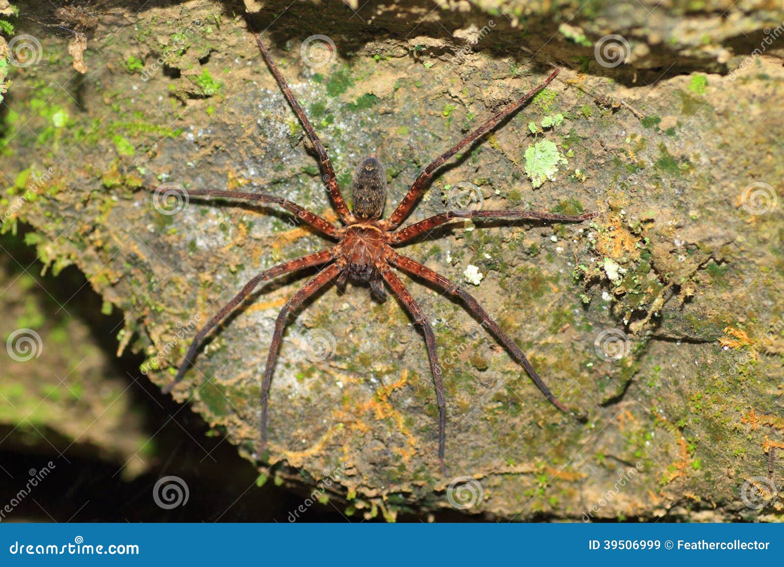 Bruine huntsman spin stock afbeelding. Image of bruin - 39506999