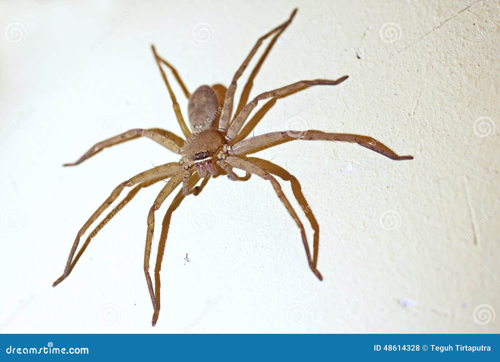 Bruine Huntsman-Spin stock foto. Image of boom, schepselen - 48614328