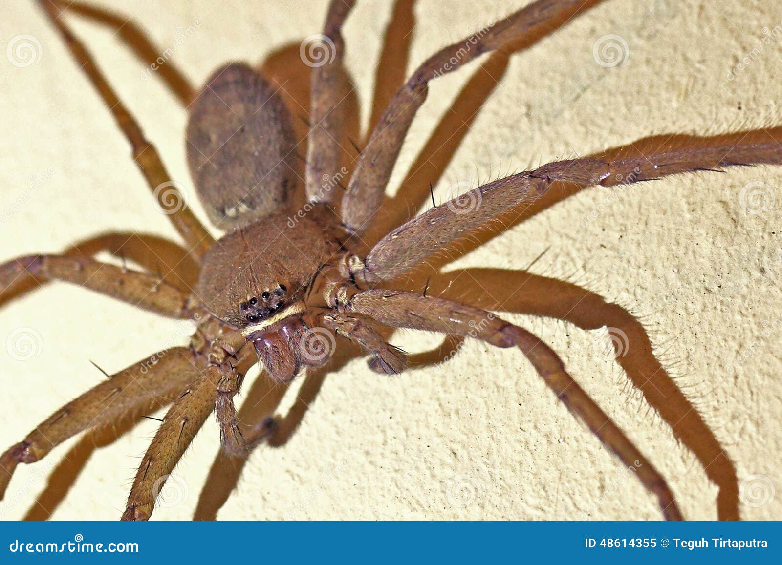 Bruine Huntsman-Spin stock afbeelding. Image of fotografie - 48614355