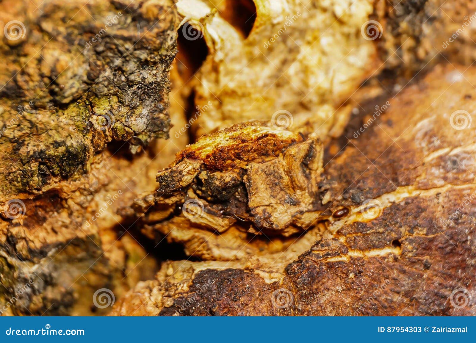 Bruine Huntsman Spin Ter Plaatse Stock Afbeelding - Image of jager ...