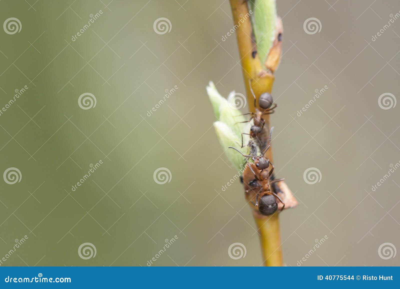Bruine Insecten Op Een Boomnevel Stock Foto - Image of dier, beklim ...
