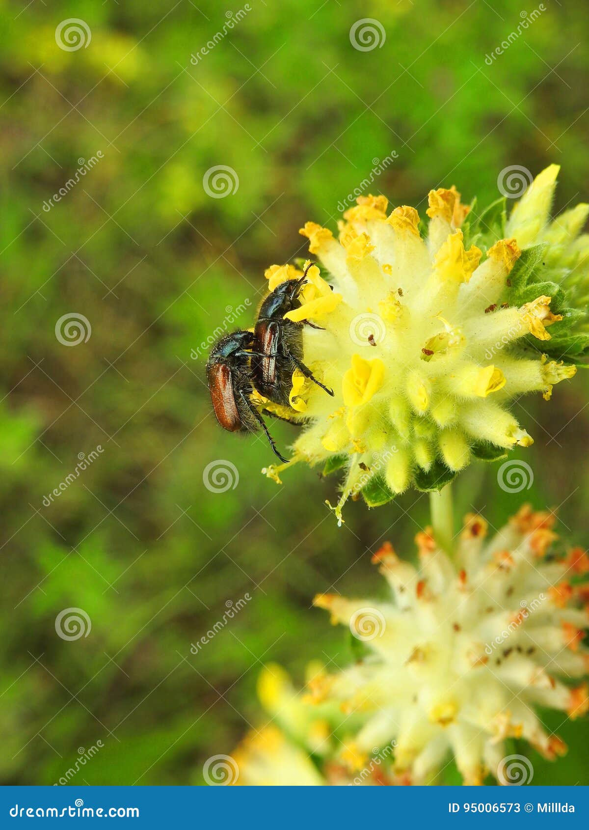 Bruine Insecten Op Installatie, Litouwen Stock Afbeelding - Image of ...