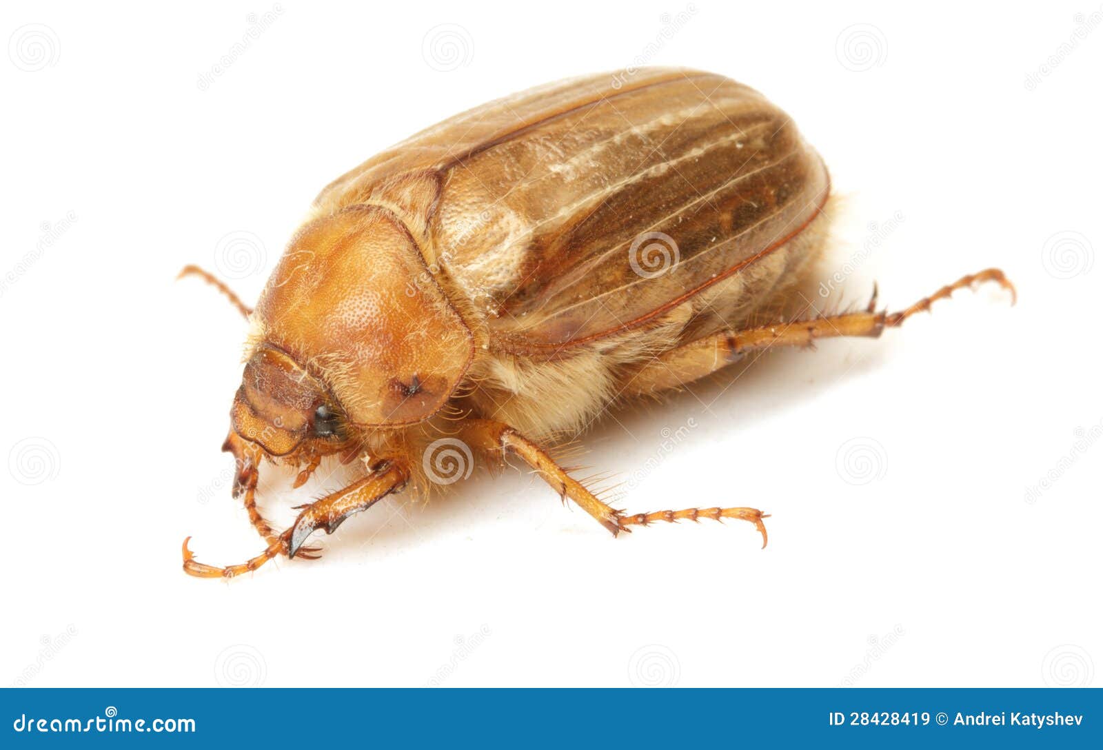 Bruine juni kever stock afbeelding. Image of schepsel - 28428419