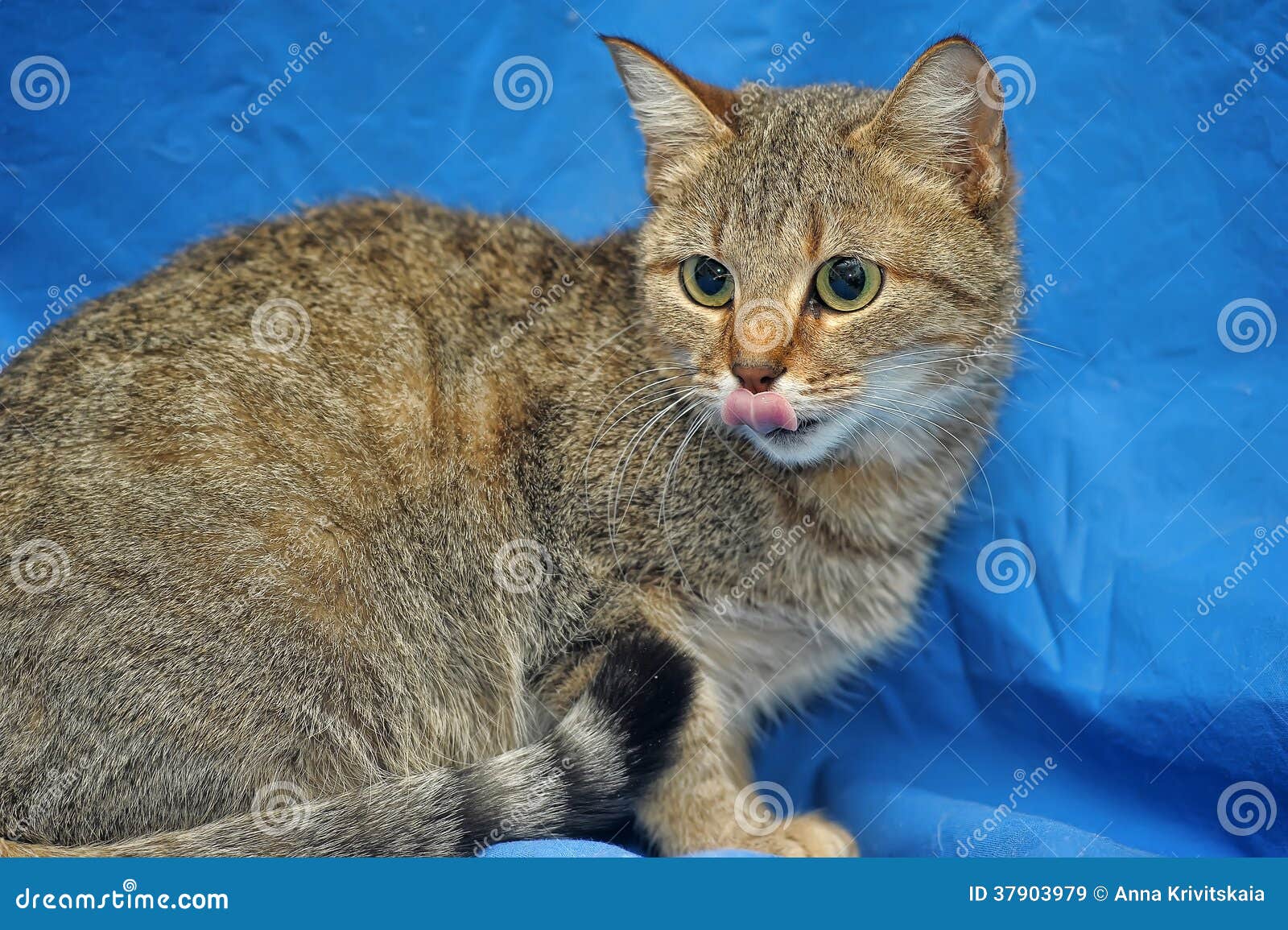 Bruine kat stock afbeelding. Image of katachtig, baby - 37903979