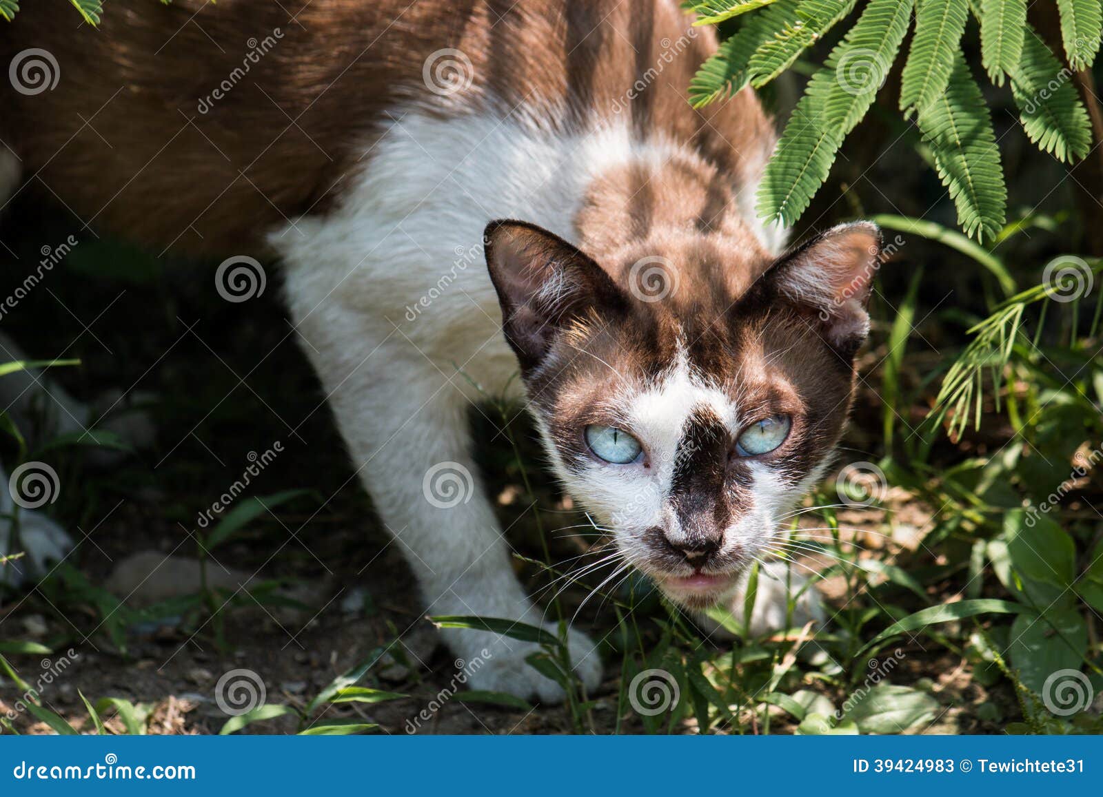 Bruine kat stock afbeelding. Image of kleur, voorgrond - 39424983