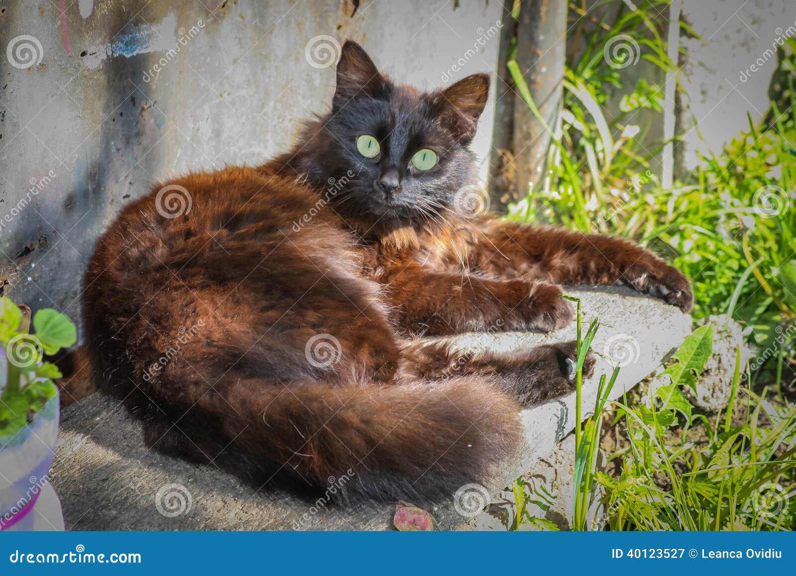 Bruine kat stock afbeelding. Image of leuk, dier, katachtig - 40123527