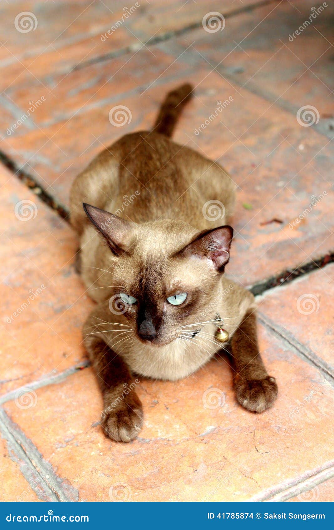 Bruine kat stock foto. Image of bloederig, eerbiedig - 41785874