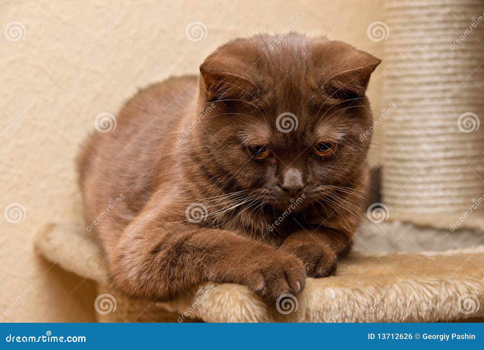 Bruine Kat Britse Shorthair Stock Foto - Image of gezicht, brits: 13712626