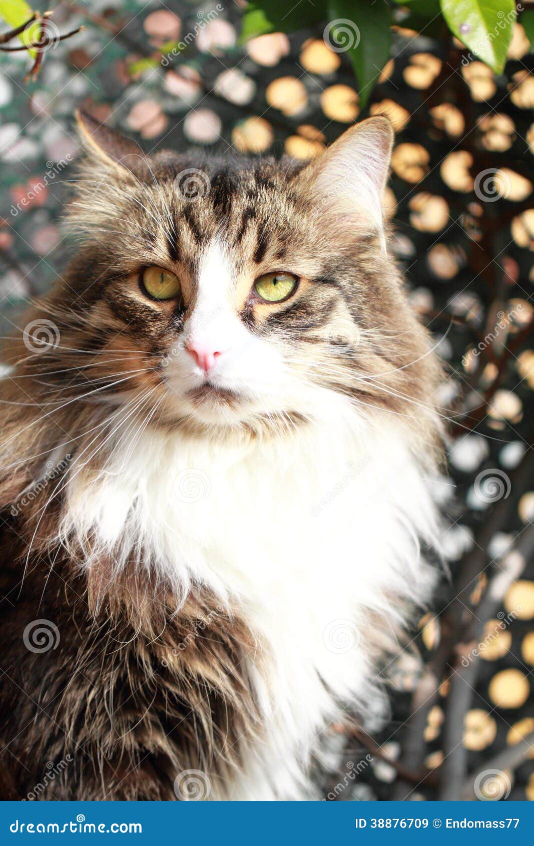 Bruine Kat Van Siberisch Ras, Mannetje Stock Afbeelding - Image of ...