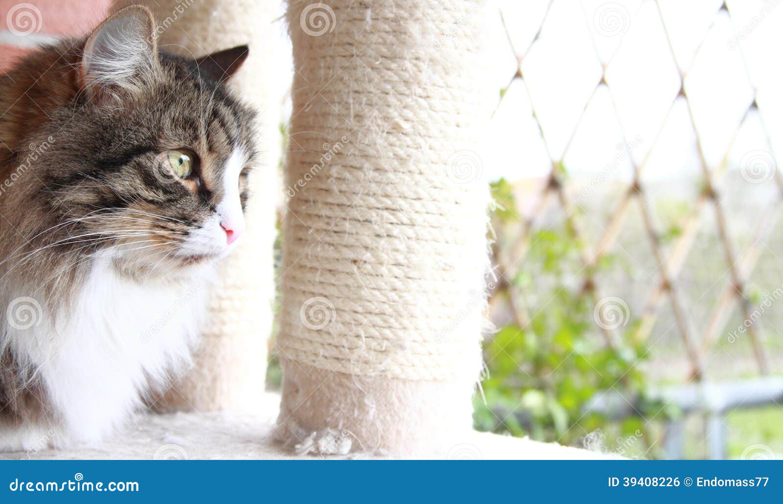 Bruine Kat Van Siberisch Ras, Volwassen Mannetje Stock Foto - Image of ...