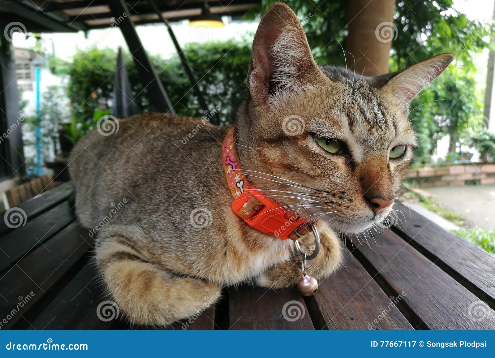 Bruine Katten Dichte Omhoog Gele Ogen Stock Afbeelding - Image of ...