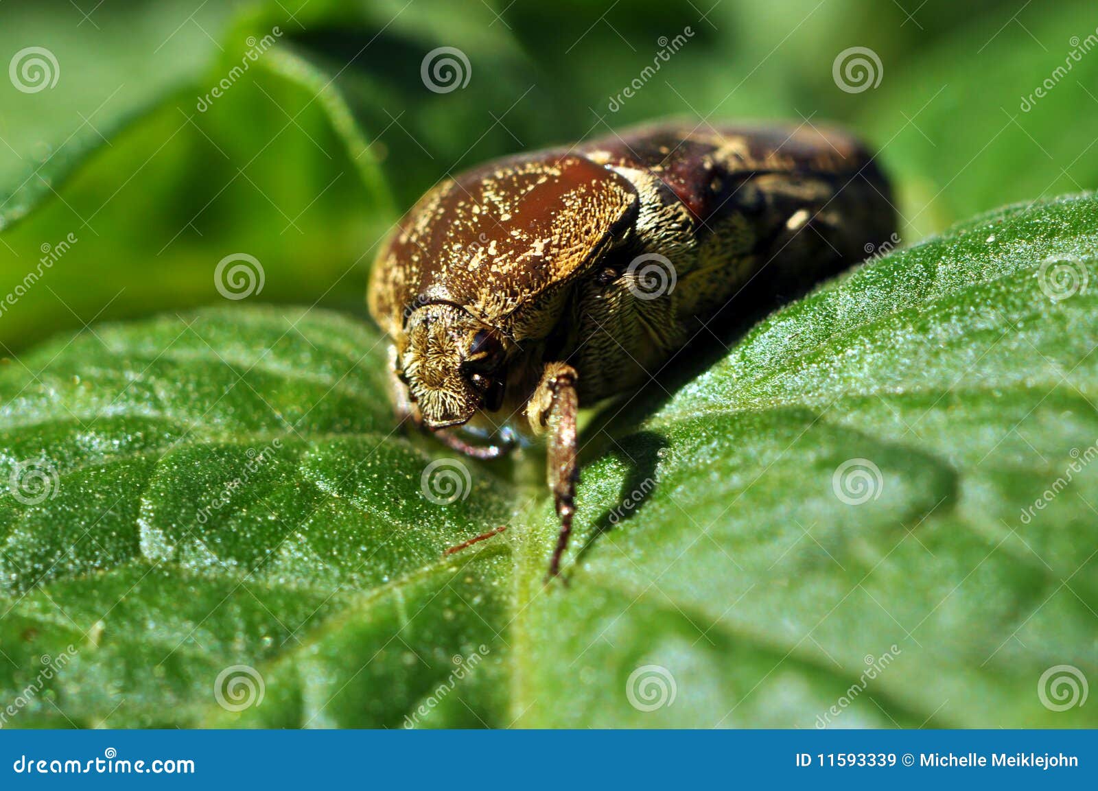 Bruine Kever stock afbeelding. Image of moeilijk, ontsnapt - 11593339