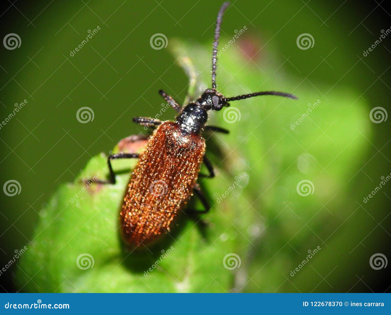 Bruine Kever stock foto. Image of bruin, kever - 122678370