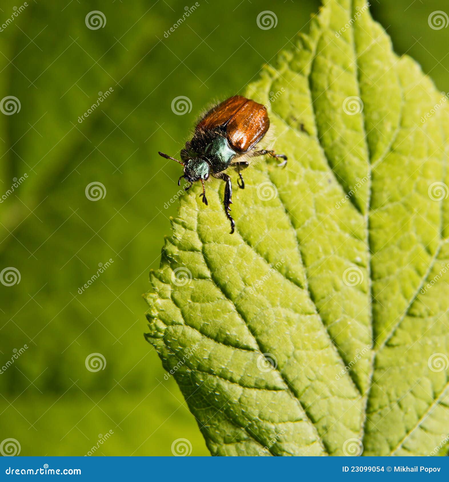 Bruine Kever. stock foto. Image of kleurrijk, zwart, groen - 23099054