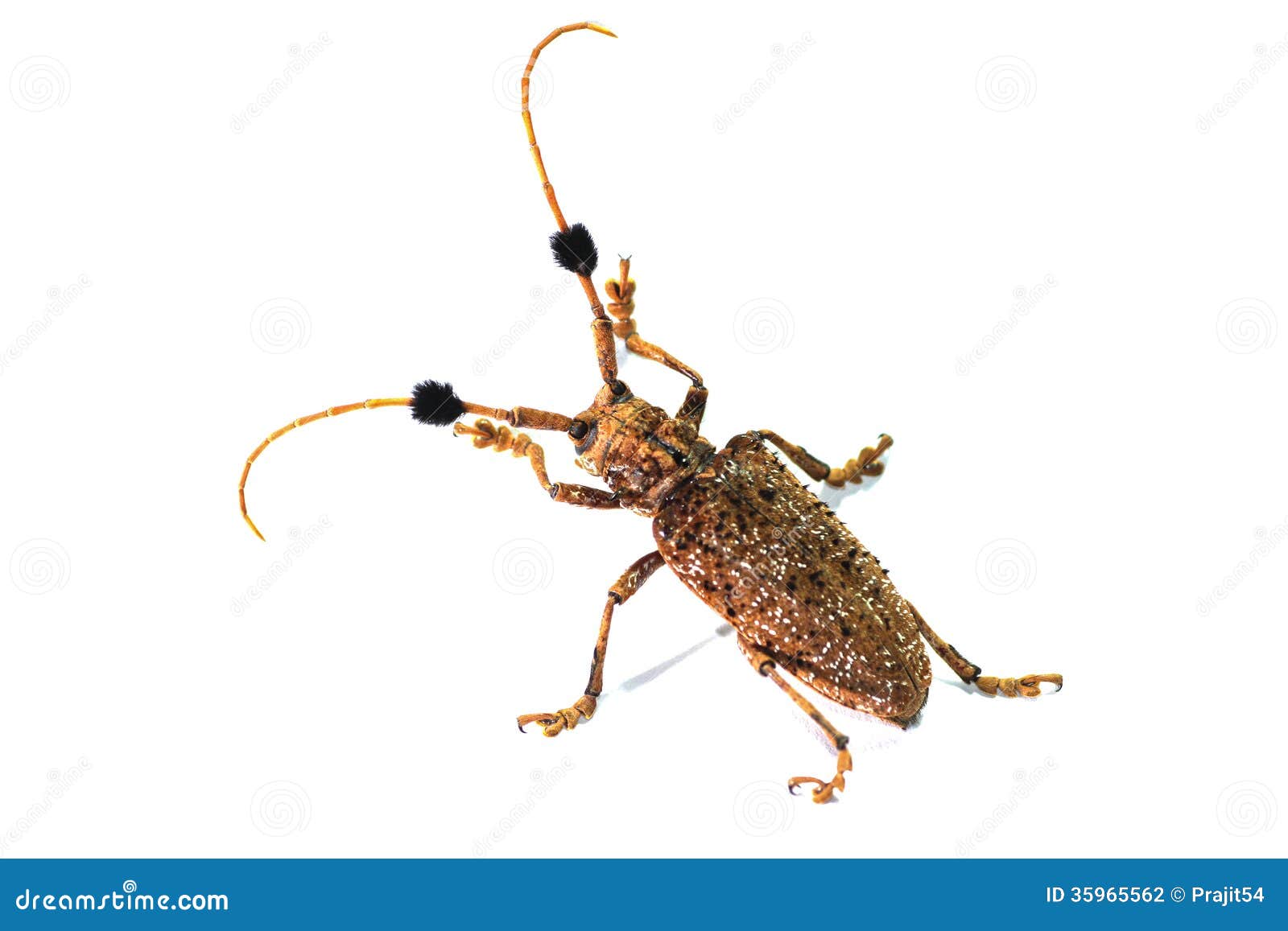 Bruine kever stock foto. Image of studio, achtergrond - 35965562
