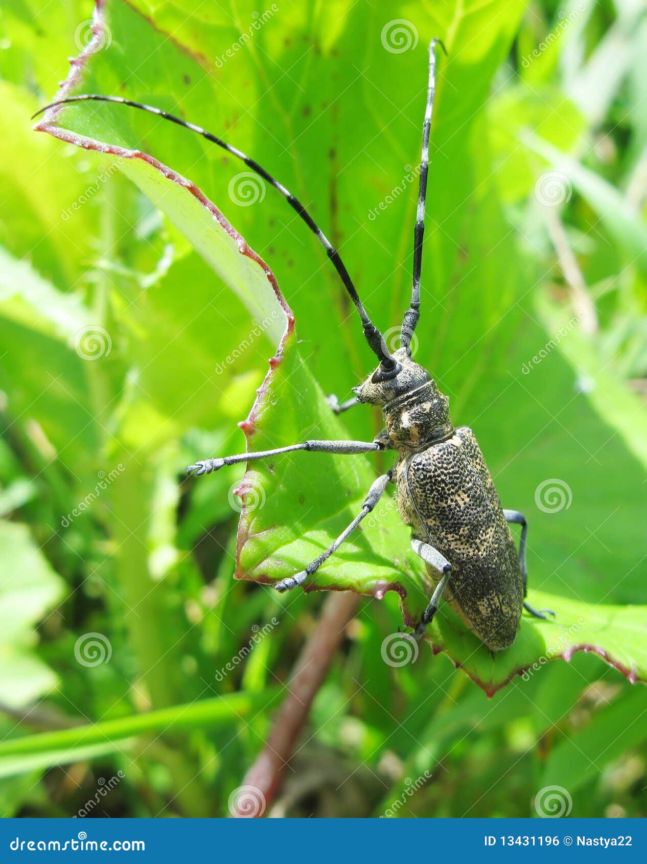 Bruine kever in bladeren stock foto. Image of bruin, lang - 13431196