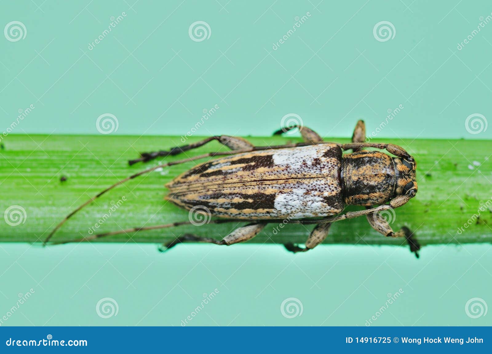 Bruine kever in het park stock afbeelding. Image of kever - 14916725