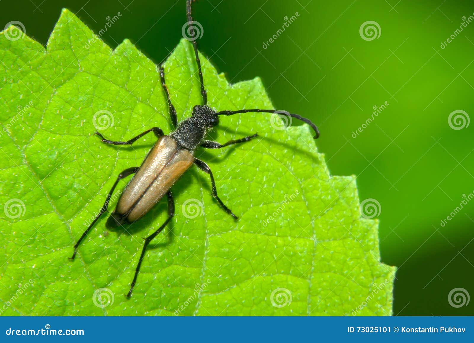 Bruine Kever Met Afluisteraar Stock Afbeelding - Image of kruipen, voet ...