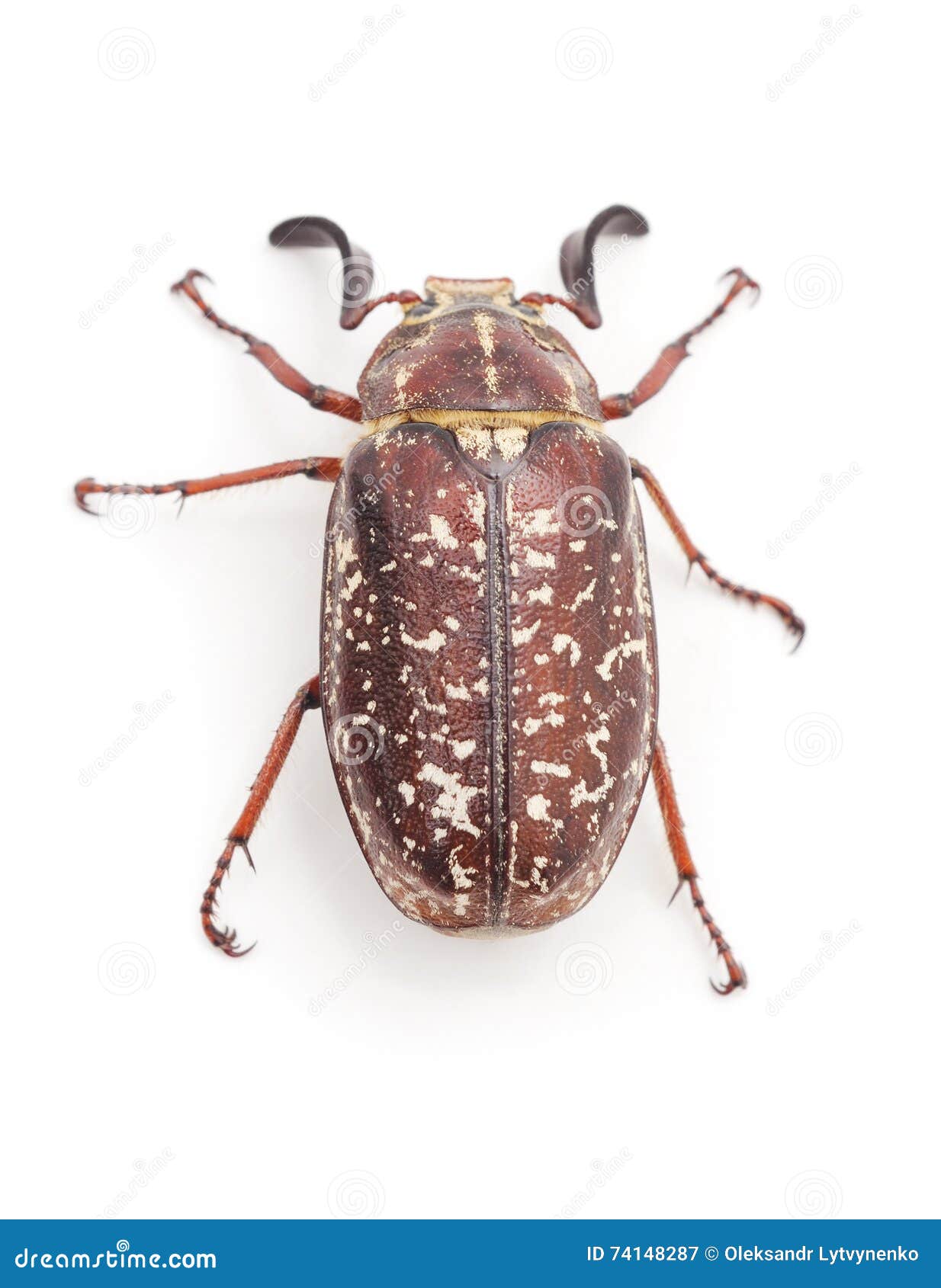 Bruine Kever Met Witte Vlekken Stock Afbeelding - Image of insecten ...