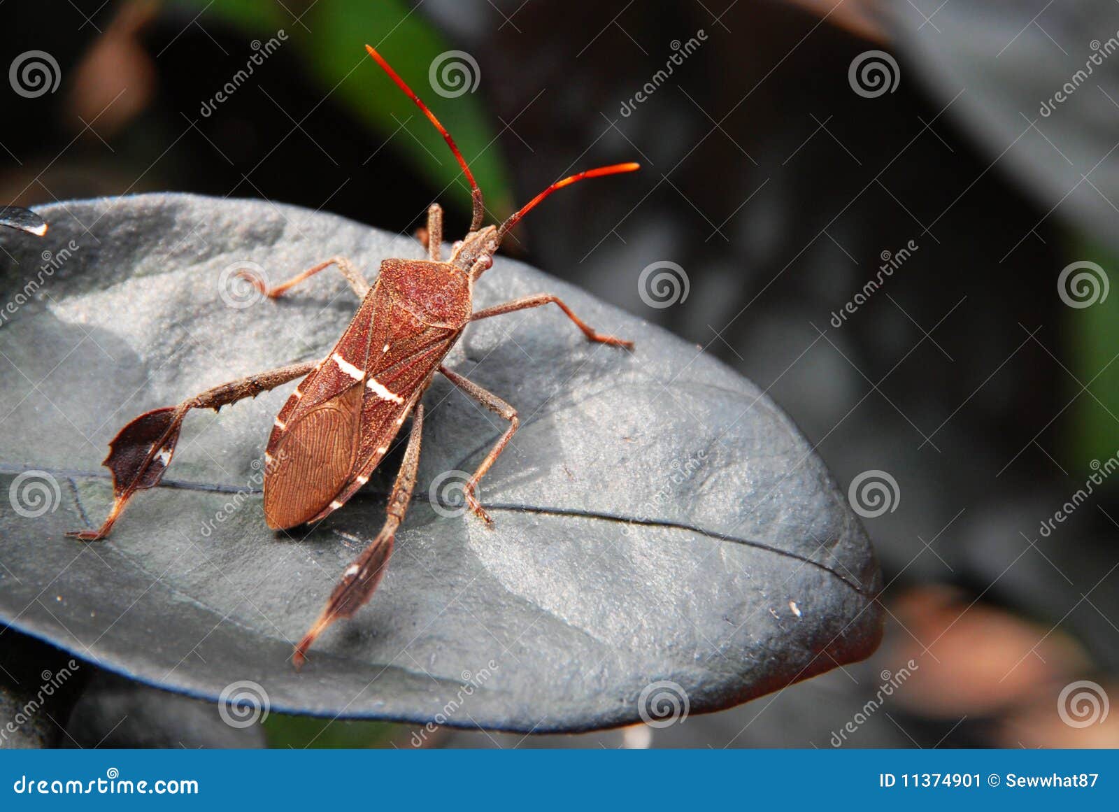 Bruine Kever op Blad stock afbeelding. Image of rood - 11374901