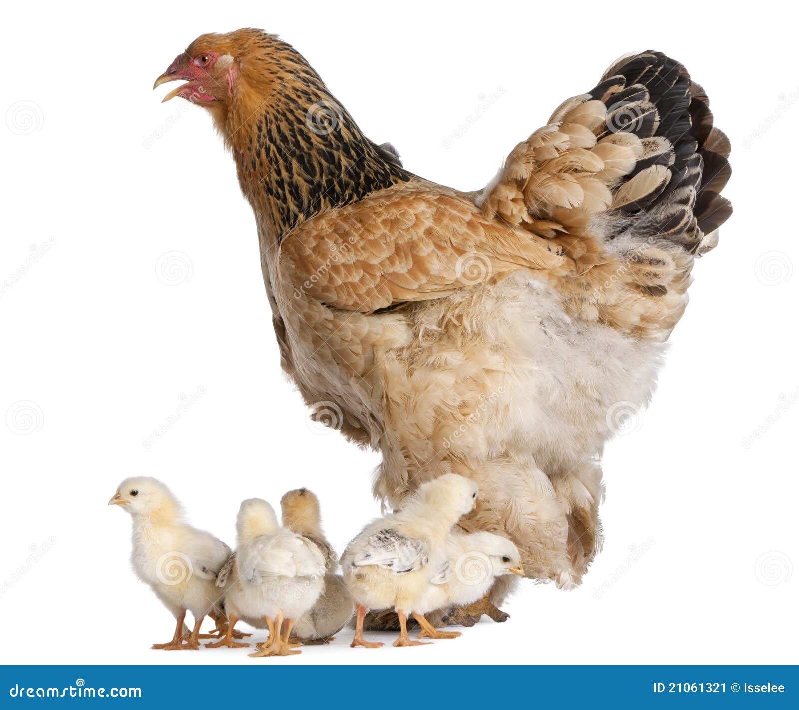 Bruine Kip Brahma En Haar Kuikens Stock Afbeelding - Image of ... Bruine Kip Brahma En Haar Kuikens Stock Afbeelding - Image of ...