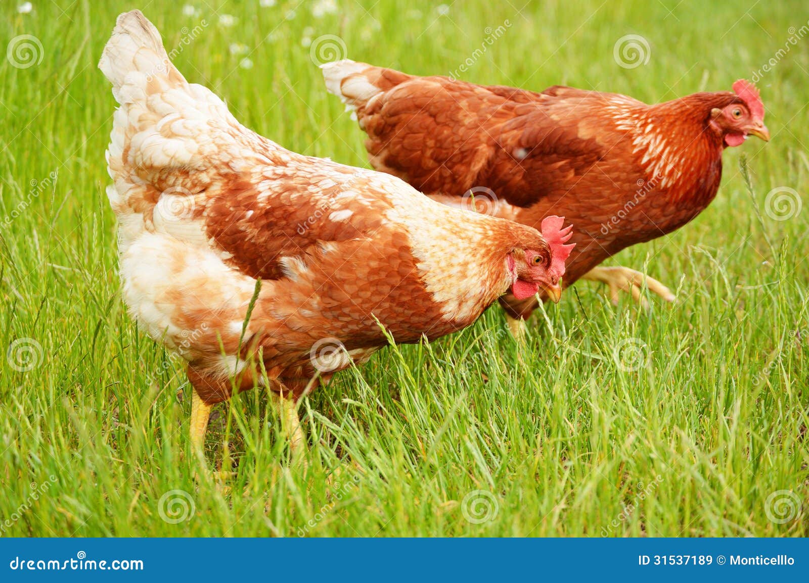 Bruine kip in gras stock afbeelding. Image of dier, land - 31537189