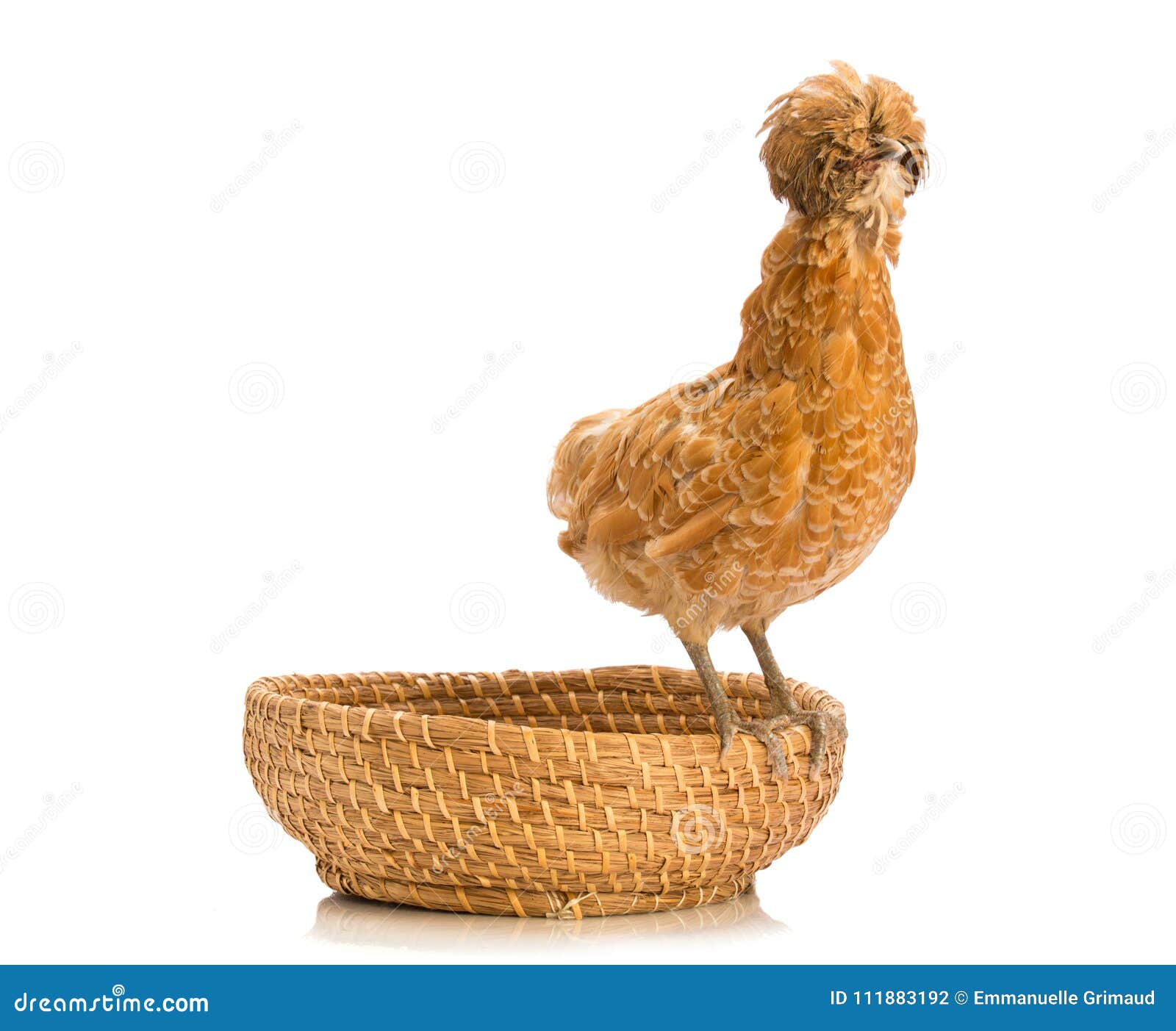 Bruine kip Padua op mand stock foto. Image of inzameling - 111883192