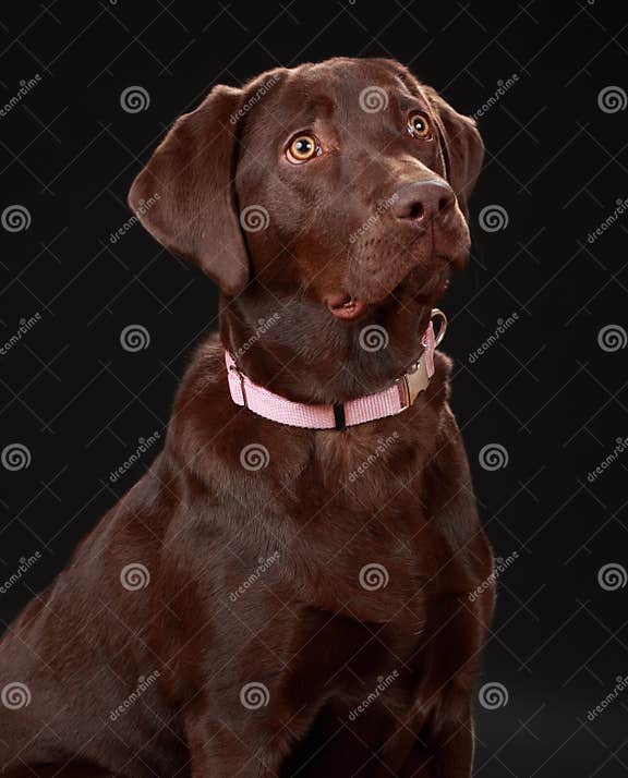 Bruine Labrador hond stock afbeelding. Image of kraag - 12809045