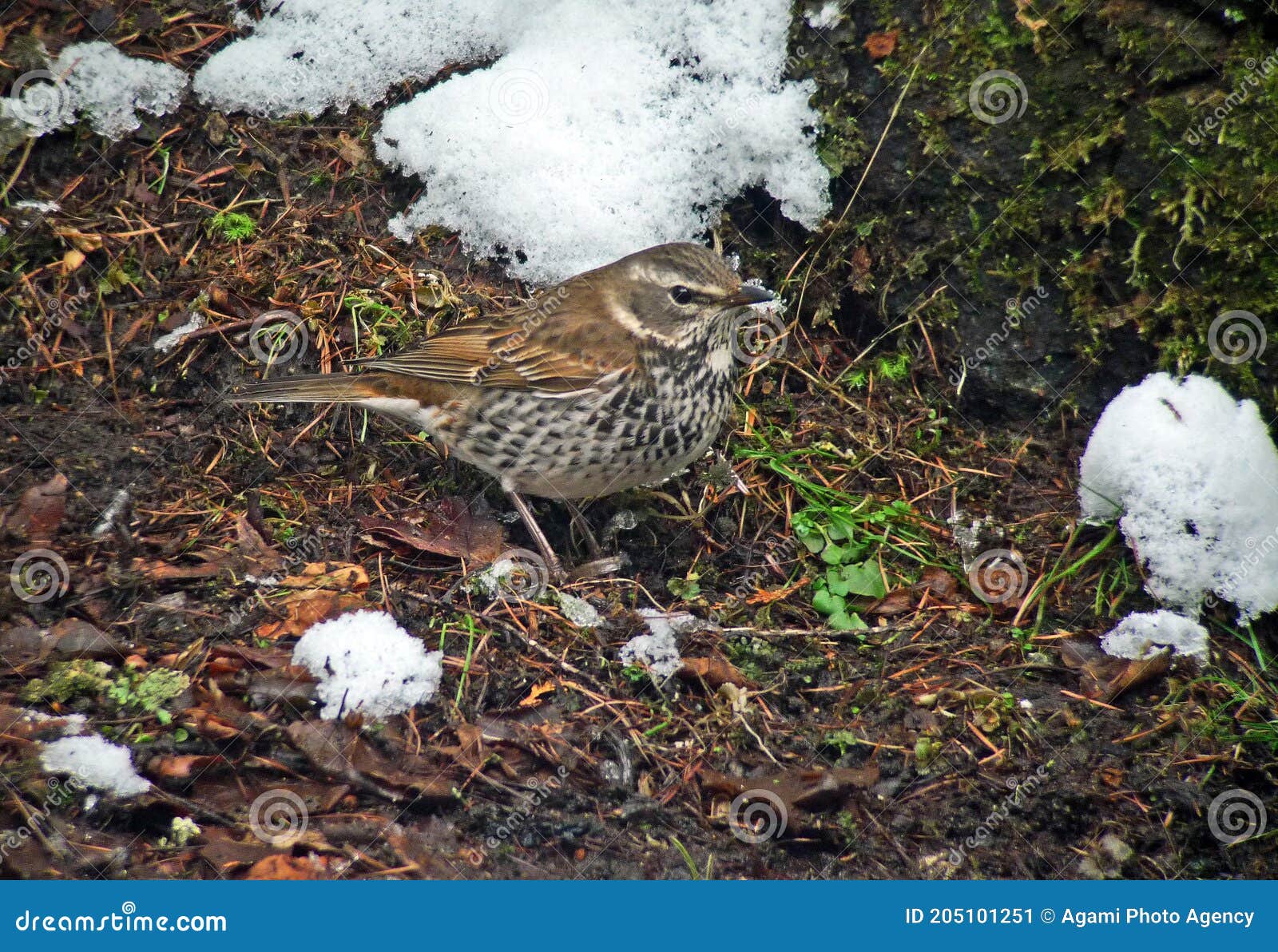 Bruine Lijster, Dusky Thrush, Turdus Eunomus Stock Image ...