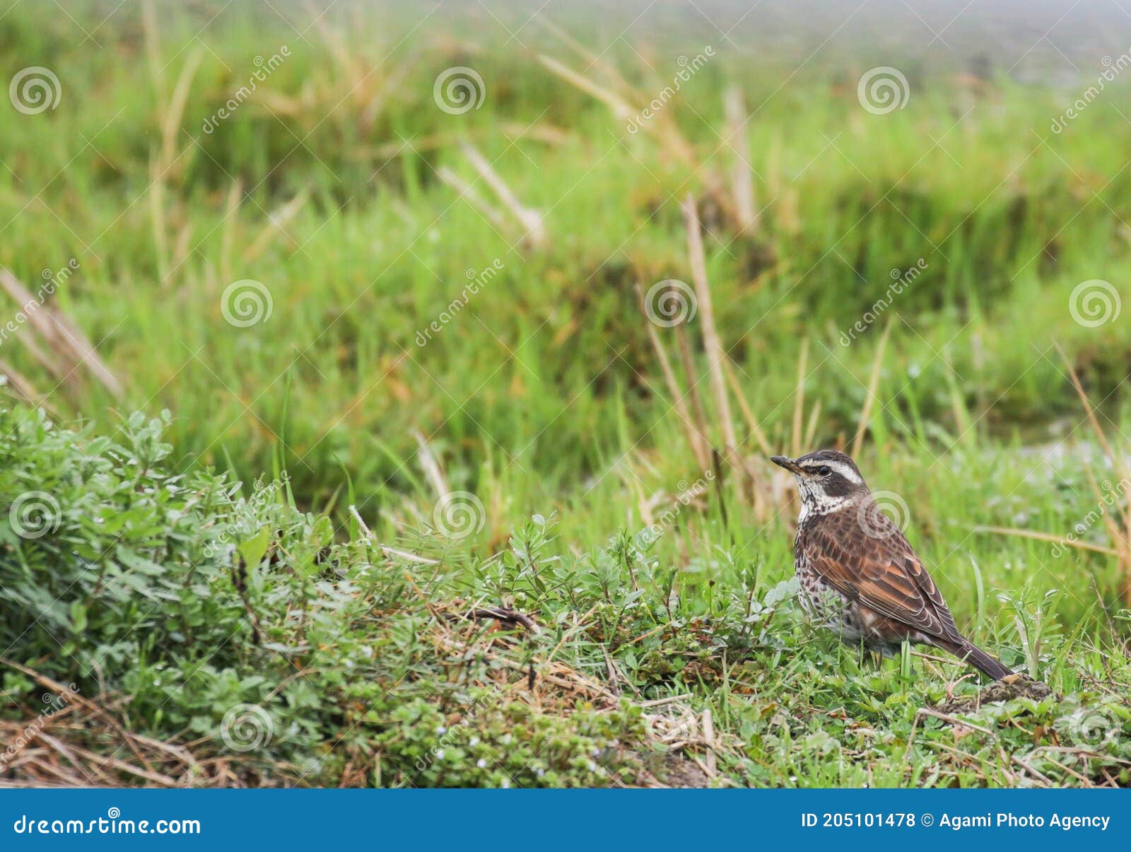 Bruine Lijster, Dusky Thrush, Turdus Eunomus Stock Photo - Image of ...