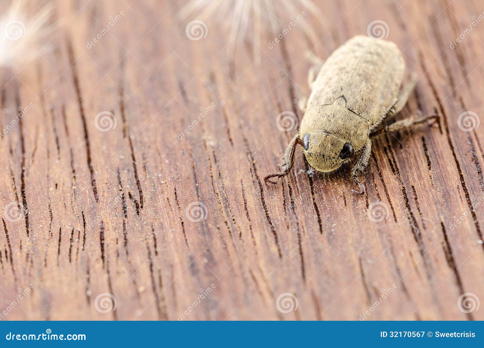 Bruine Mestkever of kever stock afbeelding. Image of macro - 32170567