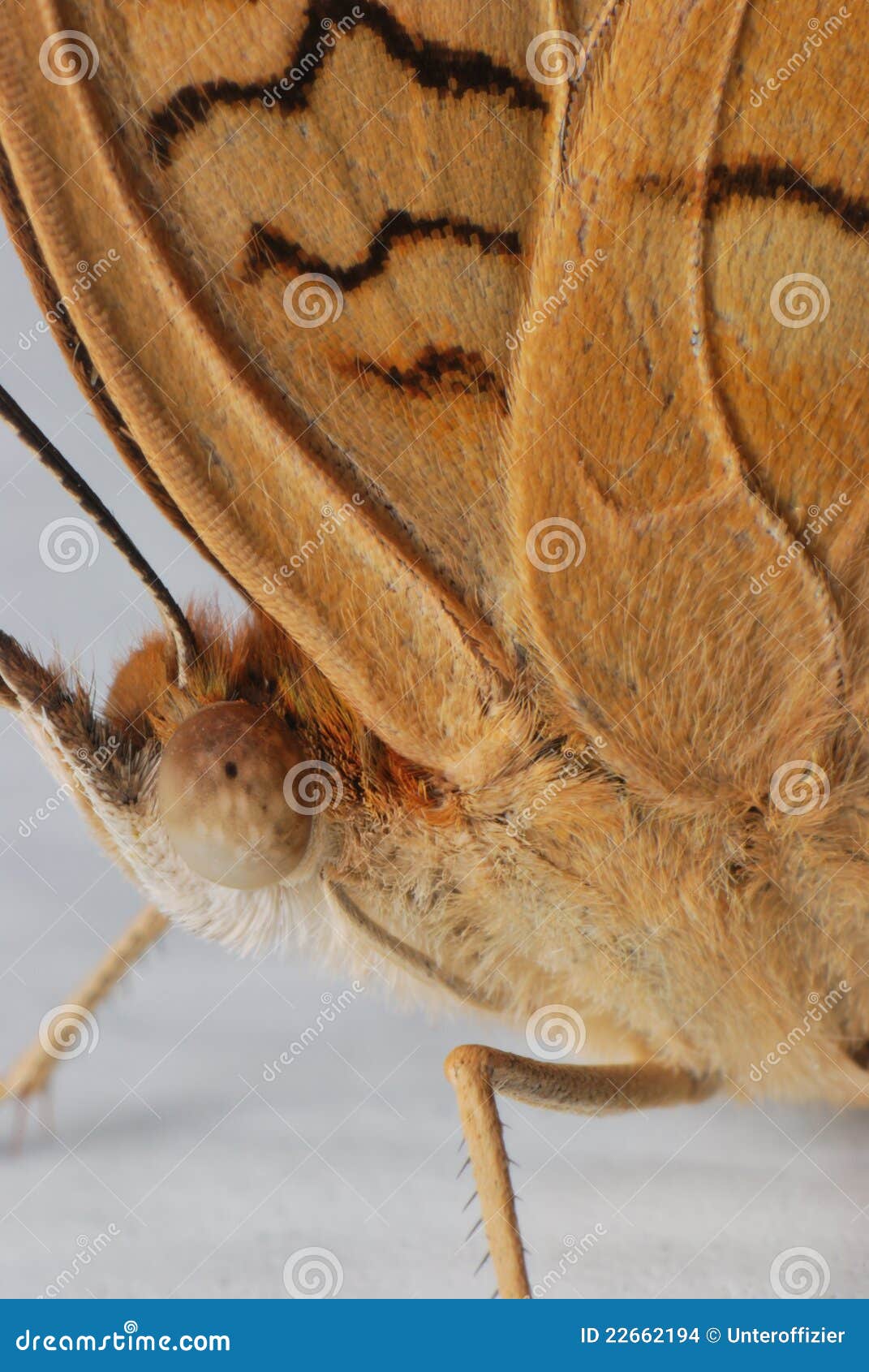 Bruine Mot stock foto. Image of boete, macro, wild, gegevens - 22662194