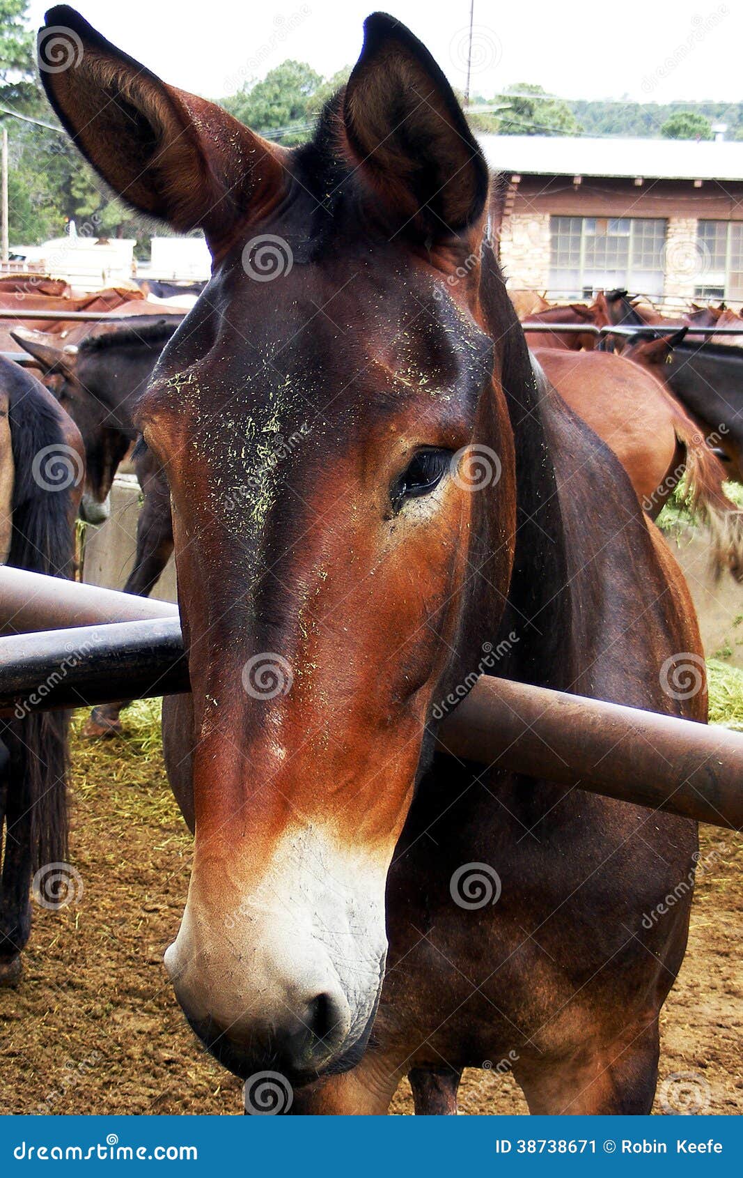 Bruine Muilezel in Corral stock afbeelding. Image of orkaan - 38738671