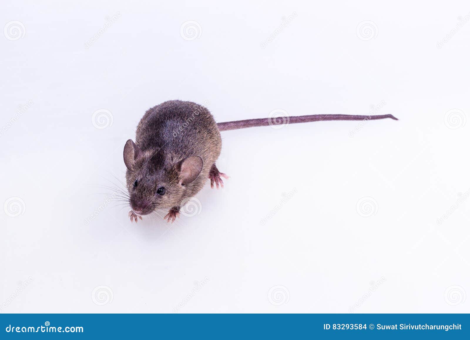 Bruine Muis, Knaagdier, Rat Stock Foto - Image of knaagdier, ongedierte ...