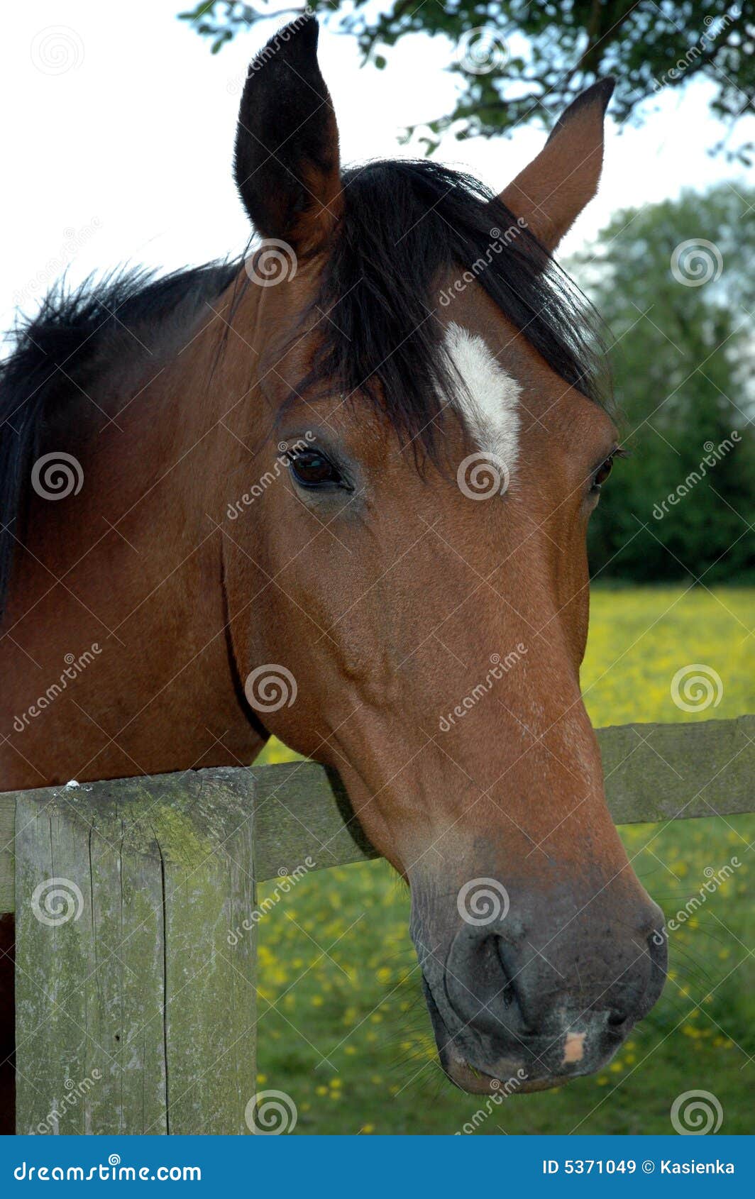 Bruine paard witte pijl stock afbeelding. Image of paarden - 5371049