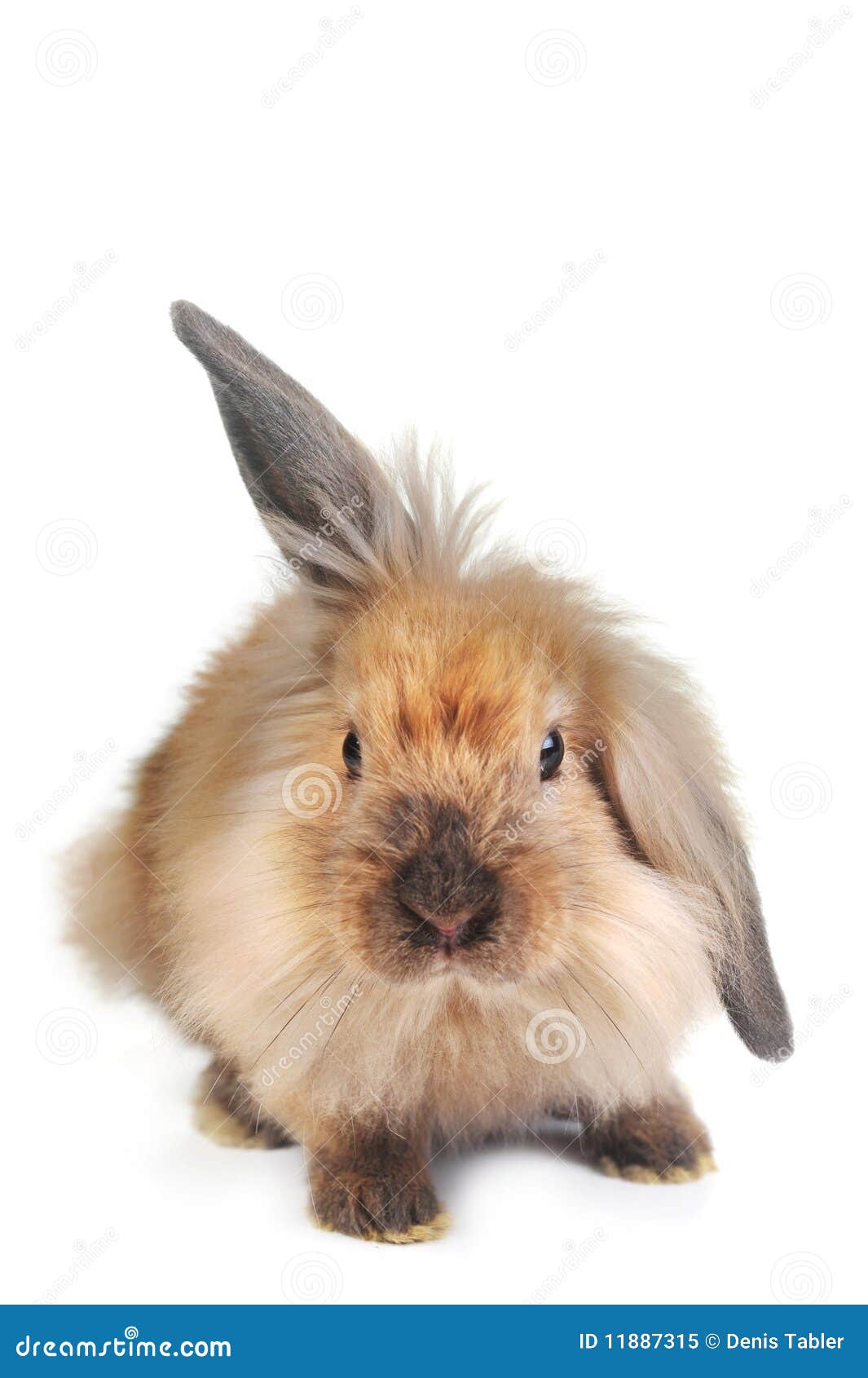 Bruine pluizige rabijn stock afbeelding. Image of ontwerp - 11887315