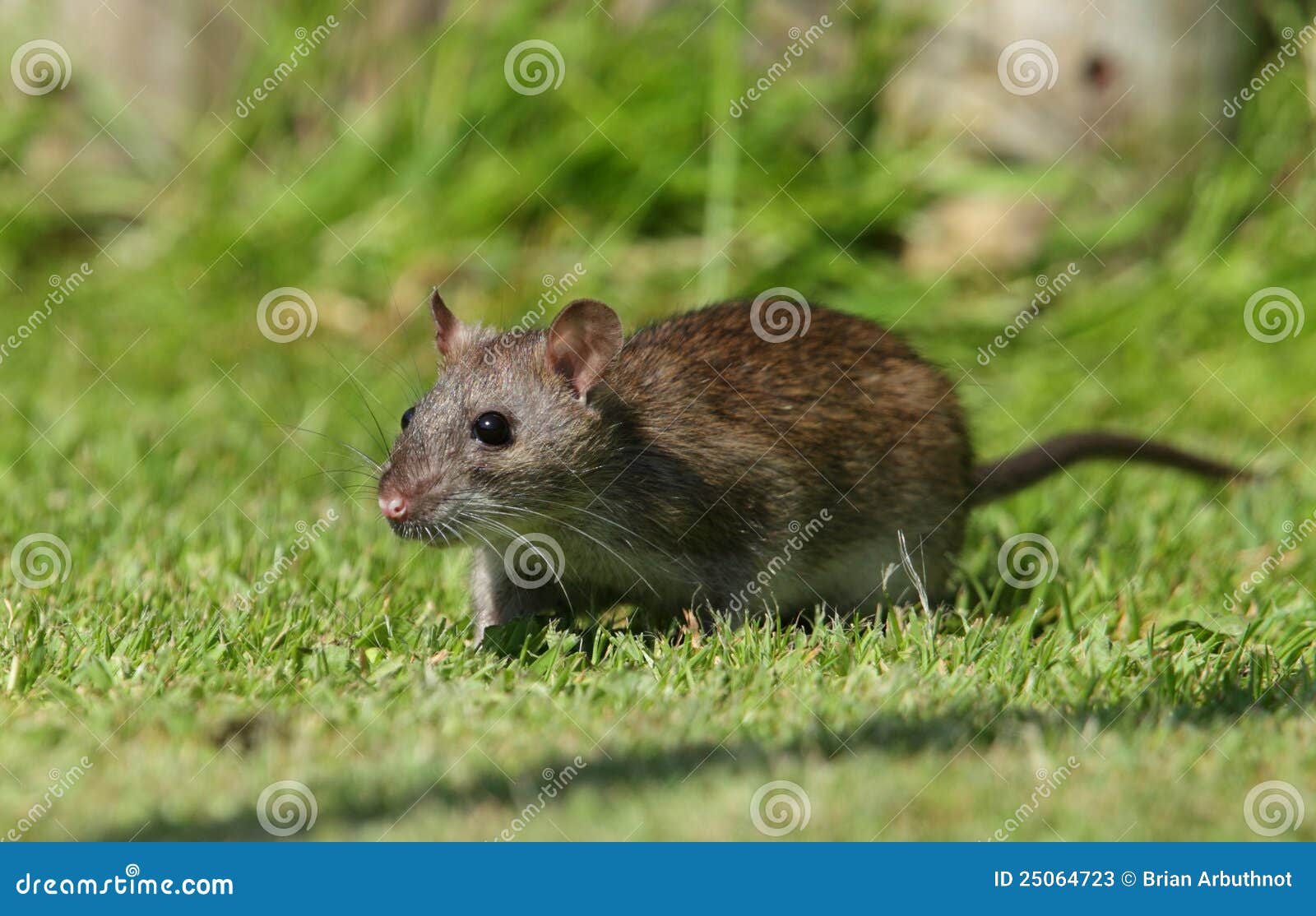 Bruine rat. stock afbeelding. Image of ratten, bakkebaarden - 25064723