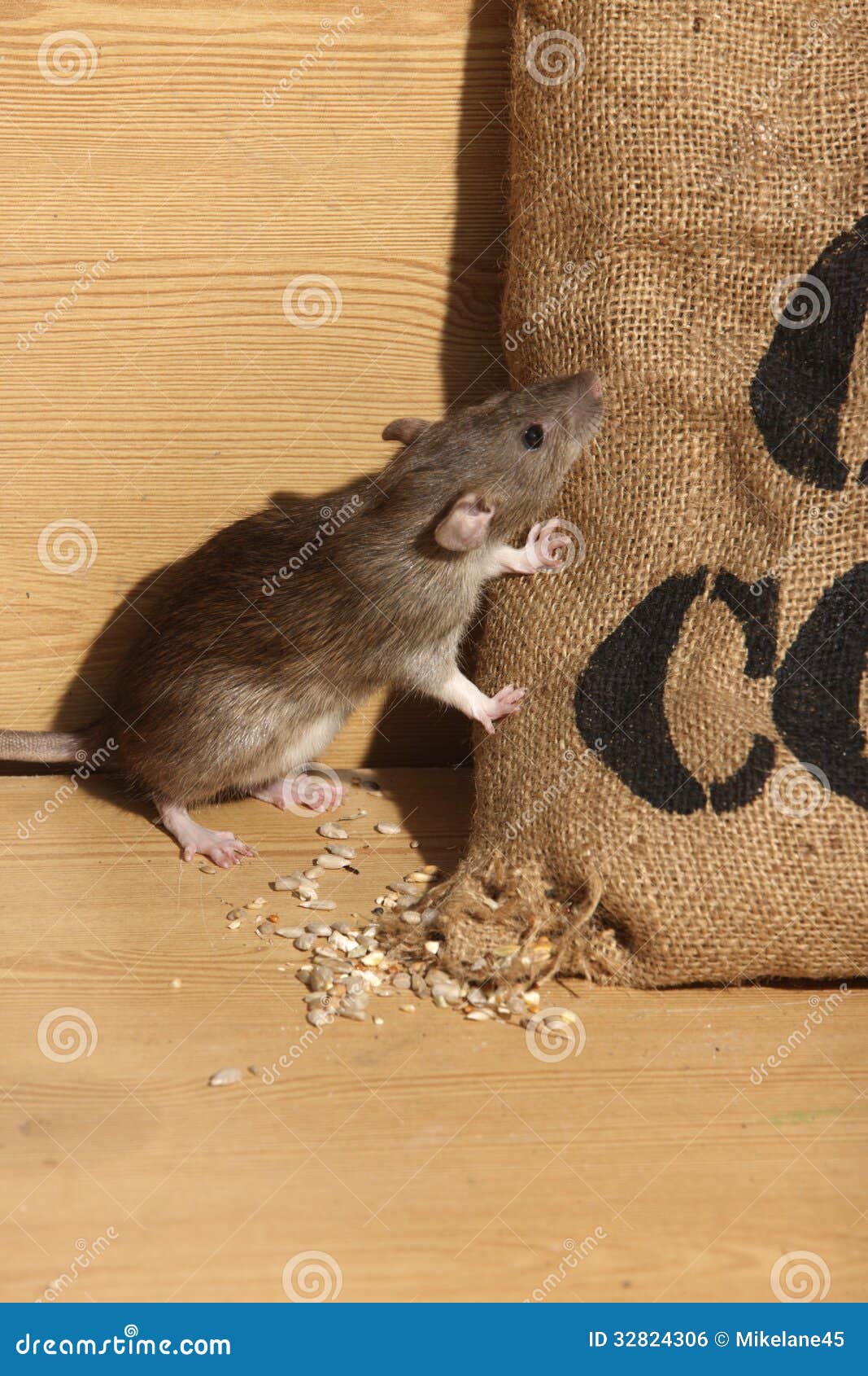 Bruine Rat, Rattus-norvegicus Stock Foto - Image of bruin, wild: 32824306