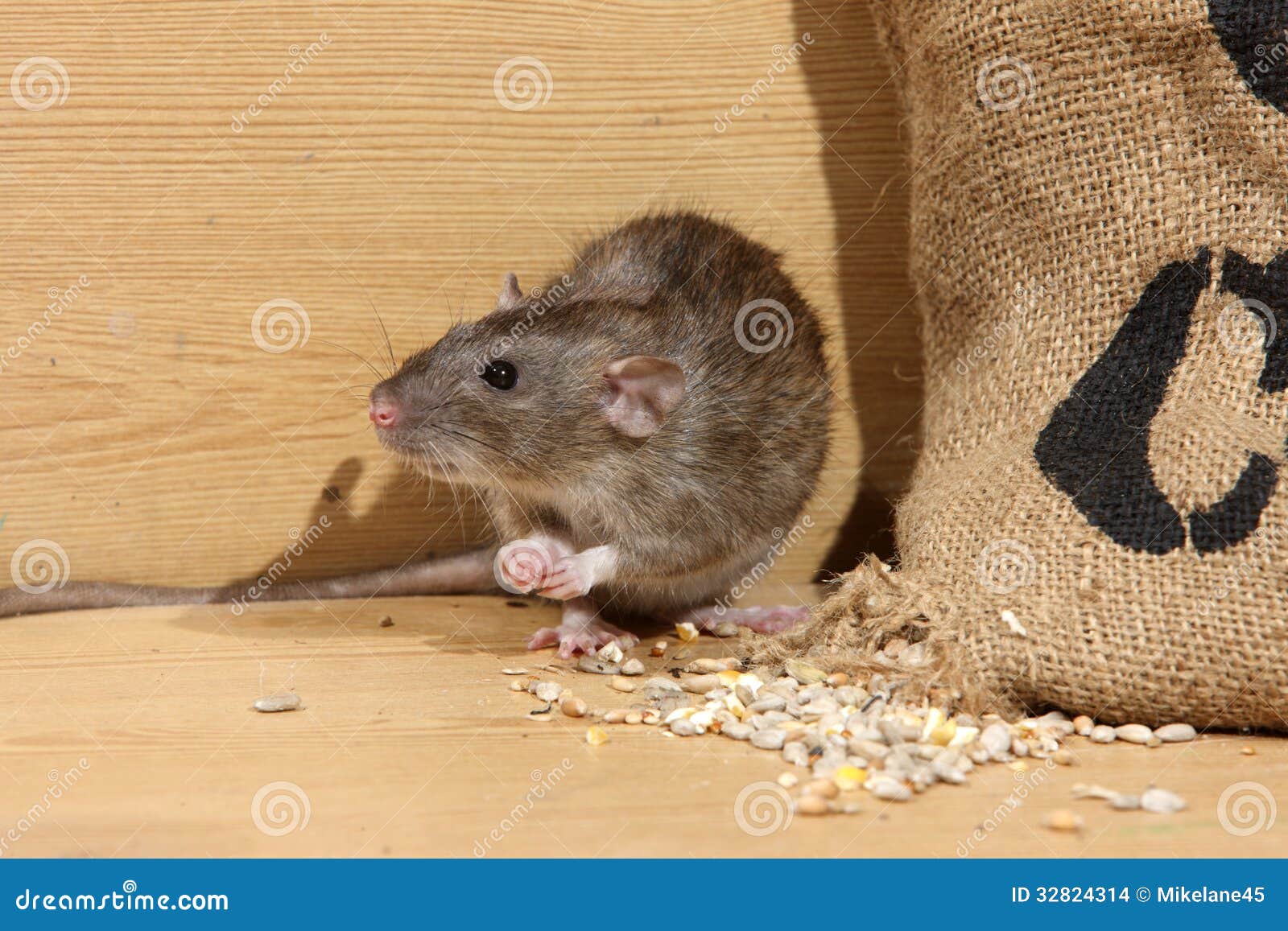 Bruine Rat, Rattus-norvegicus Stock Foto - Image of ongedierte ...