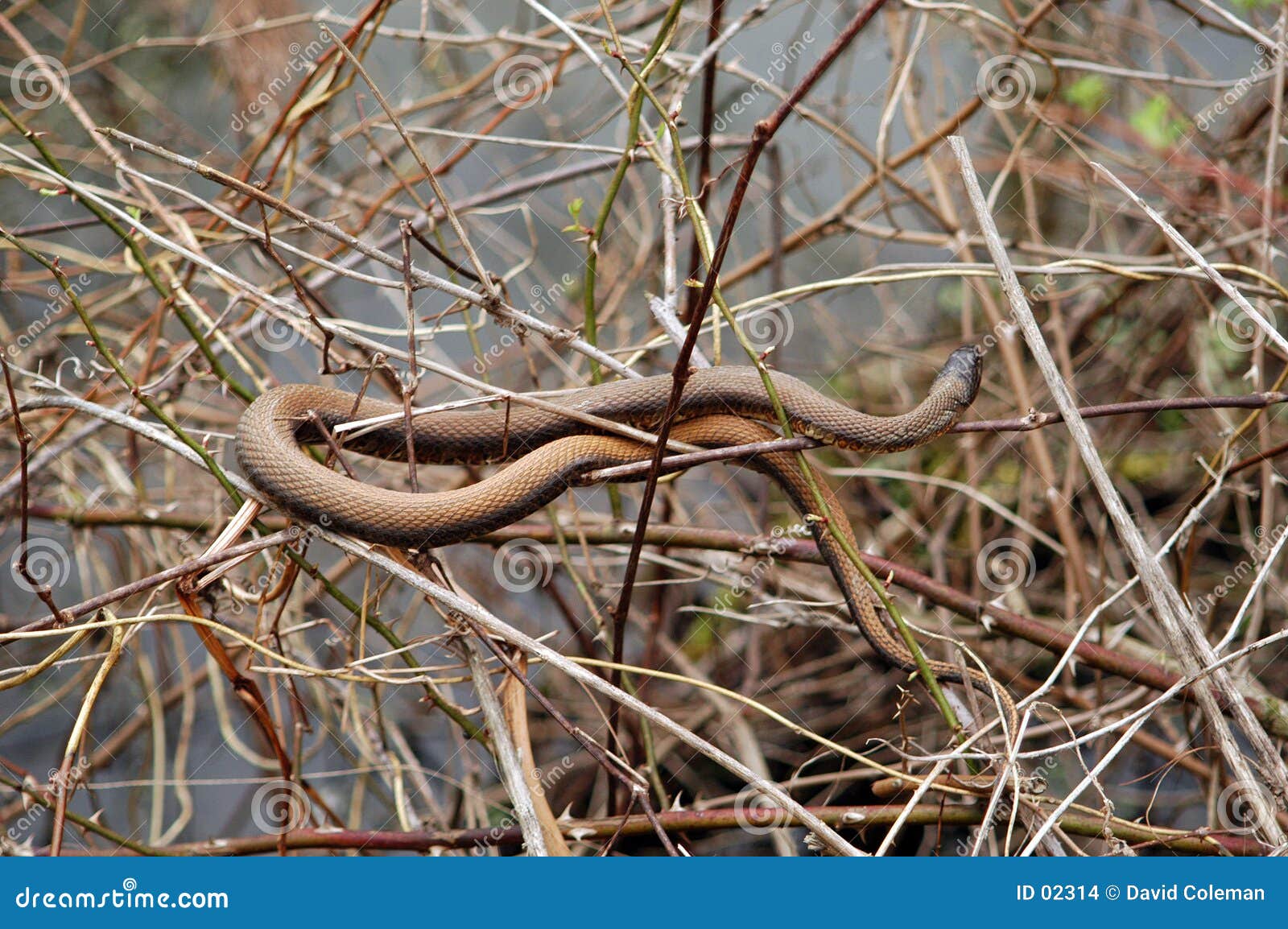 Bruine Slang stock foto. Image of dier, water, soort, takken - 2314