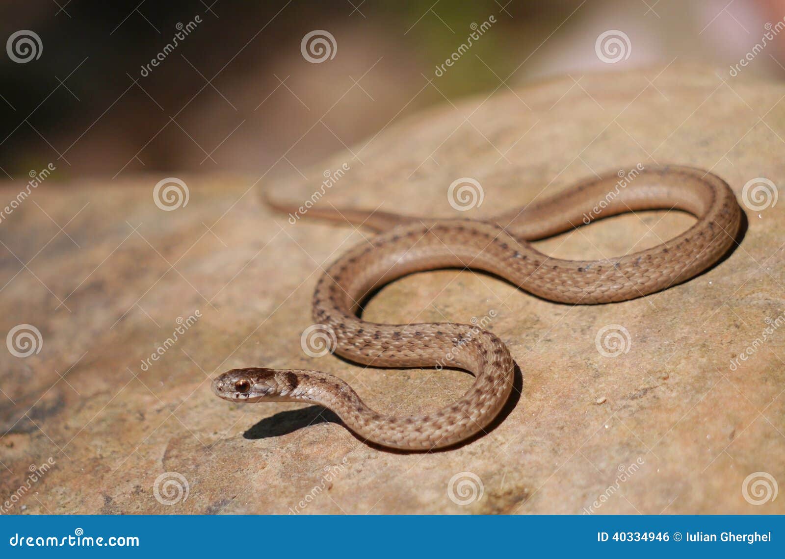 Bruine slang stock foto. Image of zijn, ondersoorten - 40334946