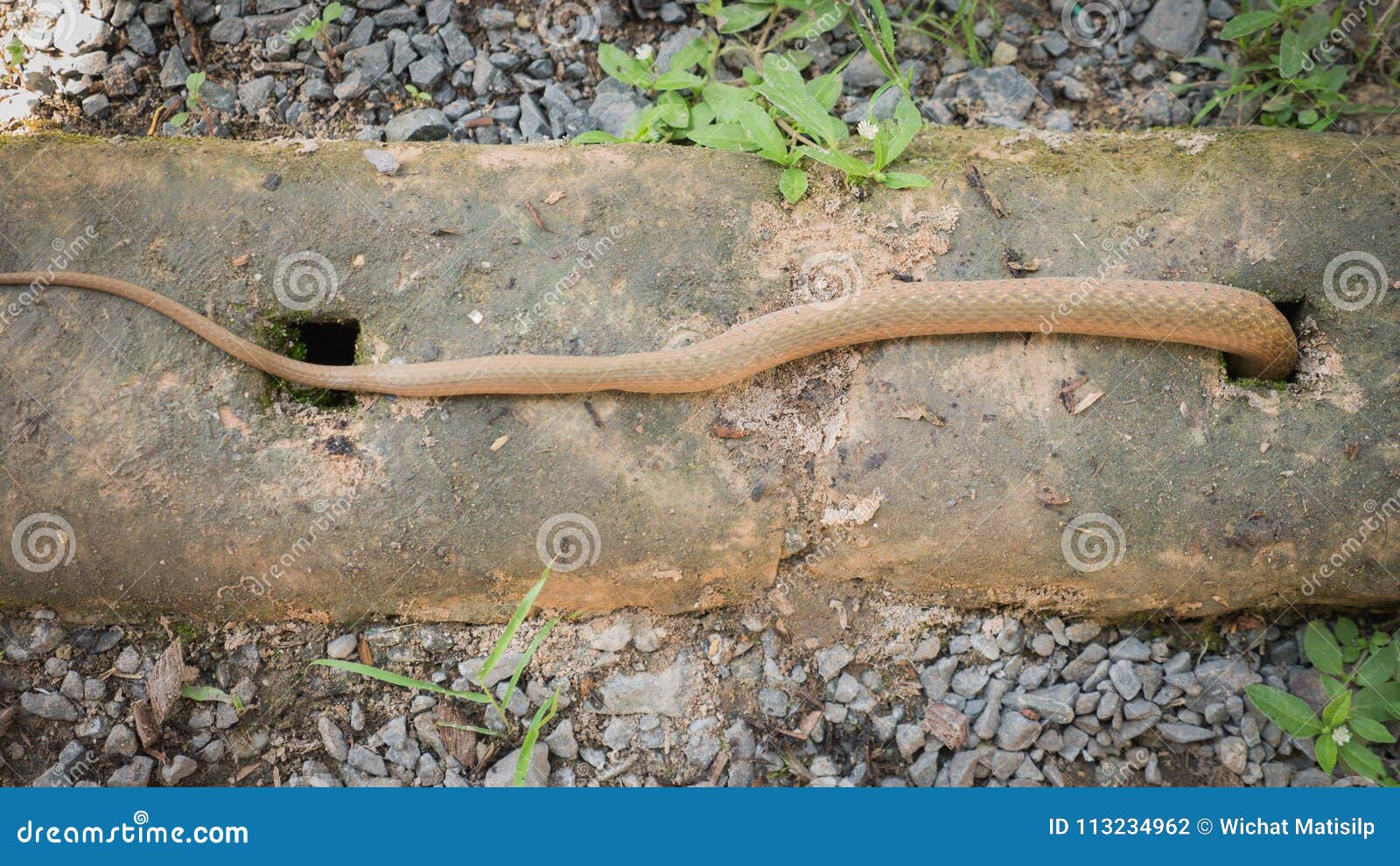 Bruine Slang Onderaan Het Gat Stock Foto - Image of schoonheid, leuk ...