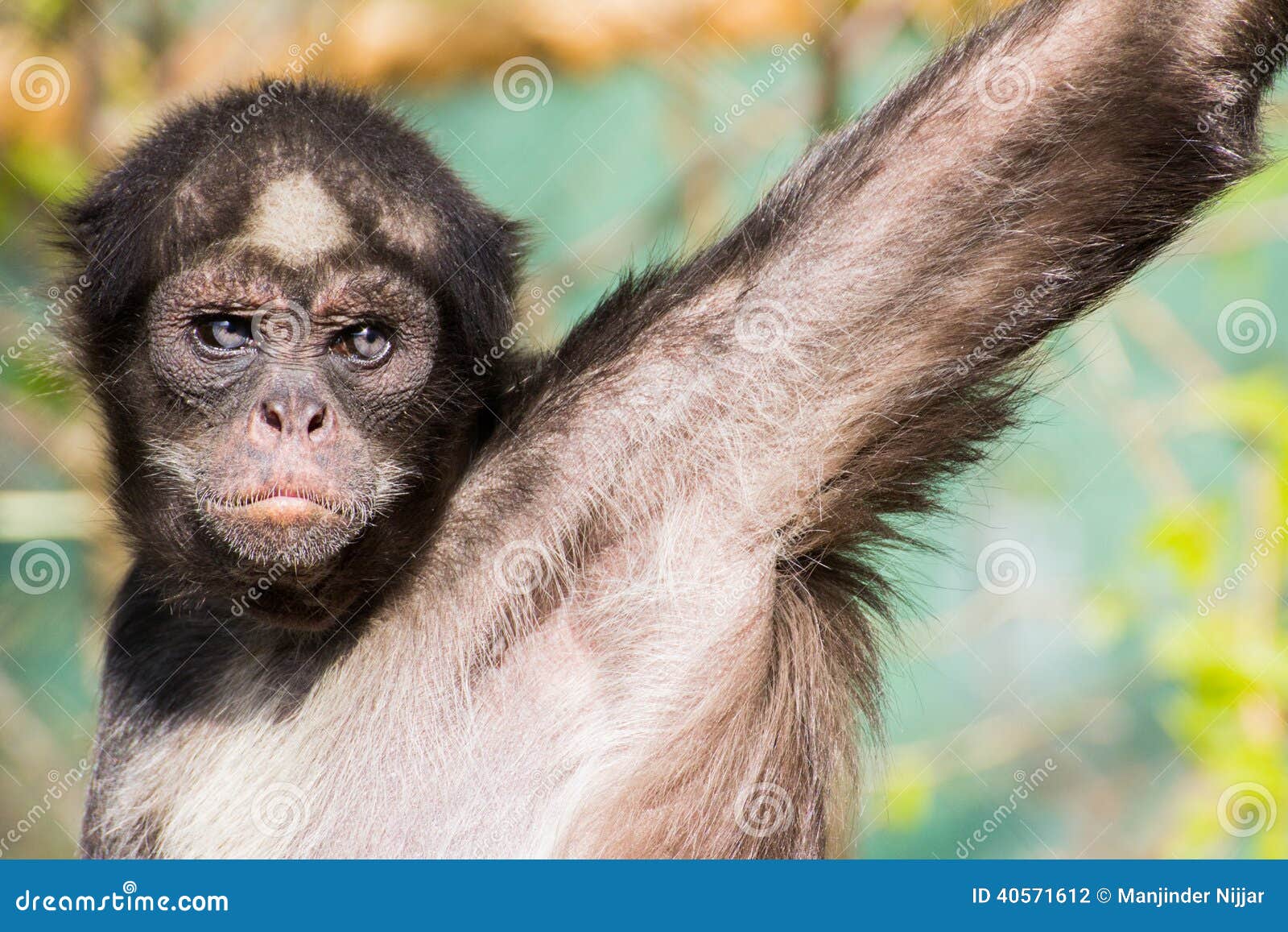 Bruine Spinaap stock foto. Image of bristol, hangen, zonneschijn - 40571612