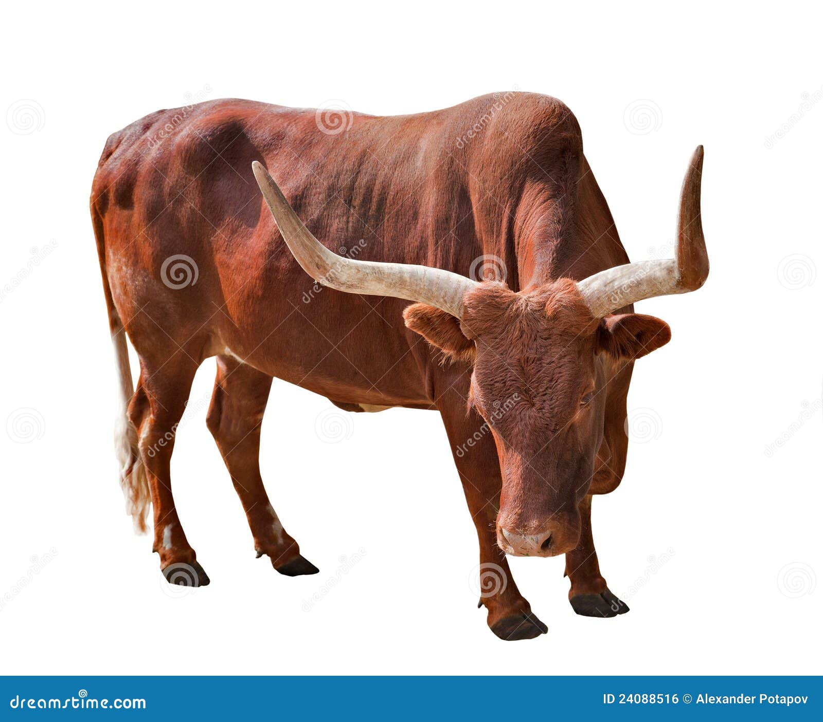 Bruine Stier Met Grote Hoornen Stock Foto - Image of ossen, schepsel ...