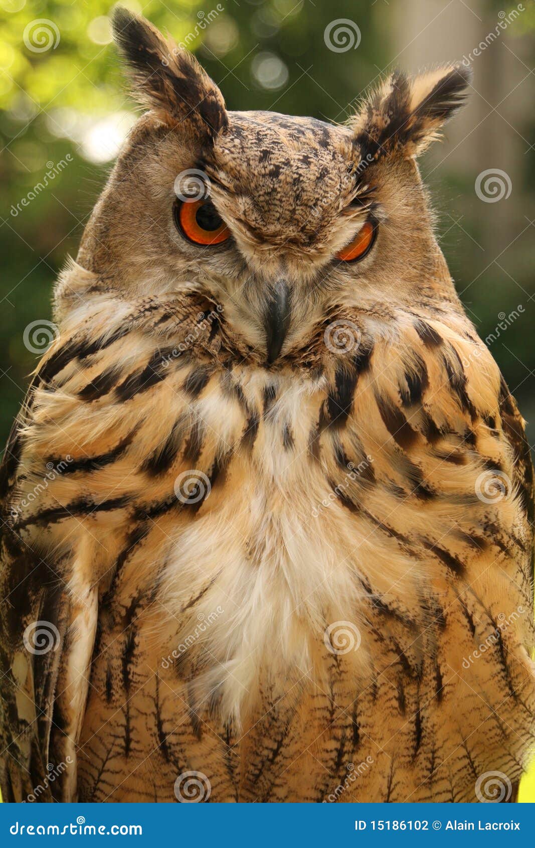 Bruine uil stock foto. Image of dier, oren, intellectueel - 15186102