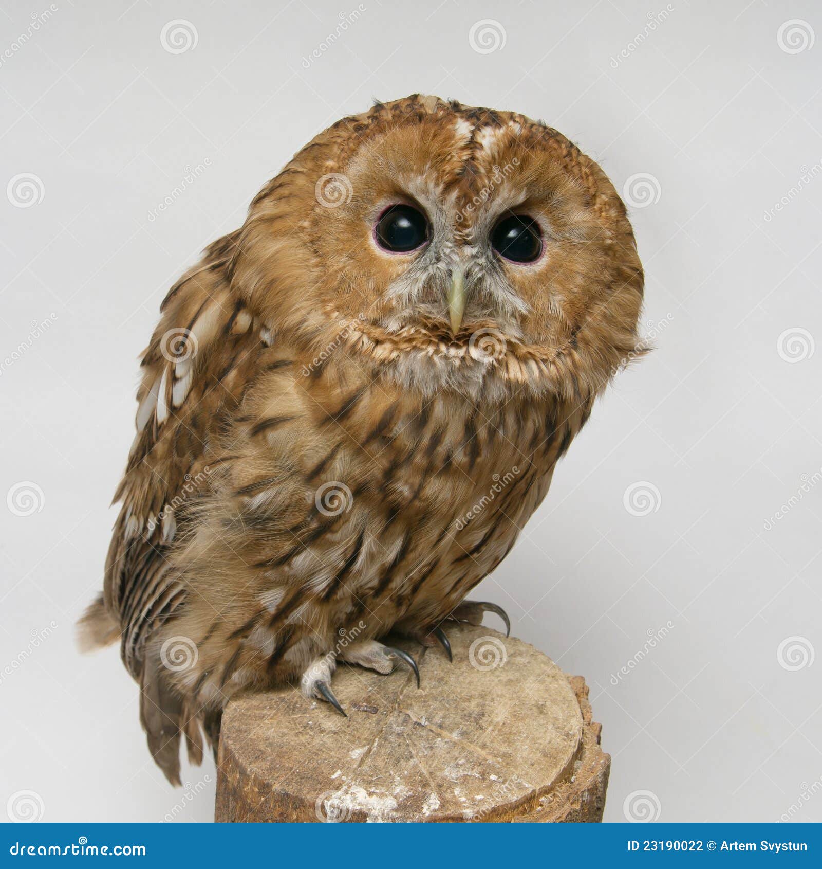 Bruine Uil stock foto. Image of bruin, hout, wild, smerig - 23190022