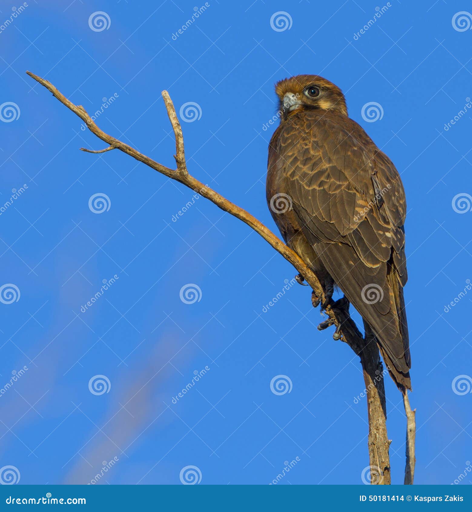 Bruine valk stock foto. Image of roofzuchtig, vogel, vogels - 50181414