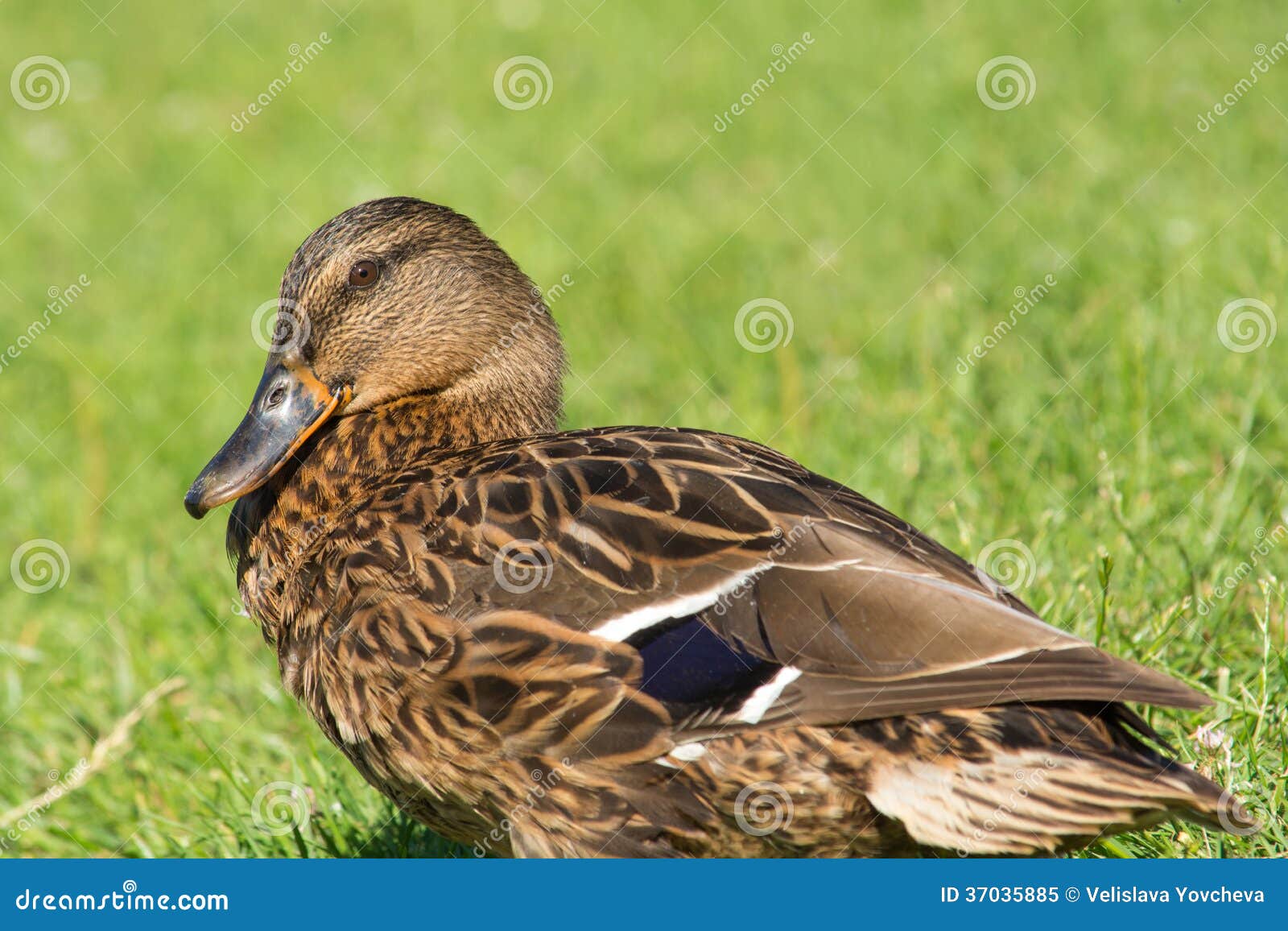 Bruine Wilde Eend (Anaplatyrhynchos) Op Groen Gras Stock Afbeelding ...