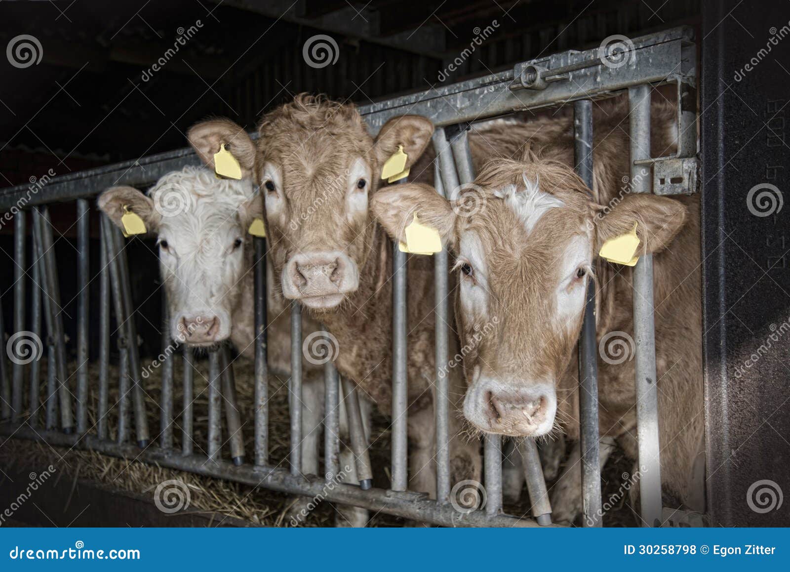 Het Voer Van Koeien in Een Stal Stock Foto - Image of schuur, bijtend ...